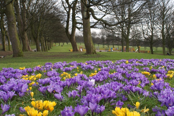 THE MOOR IN SPRING – Woodhouse Moor Online